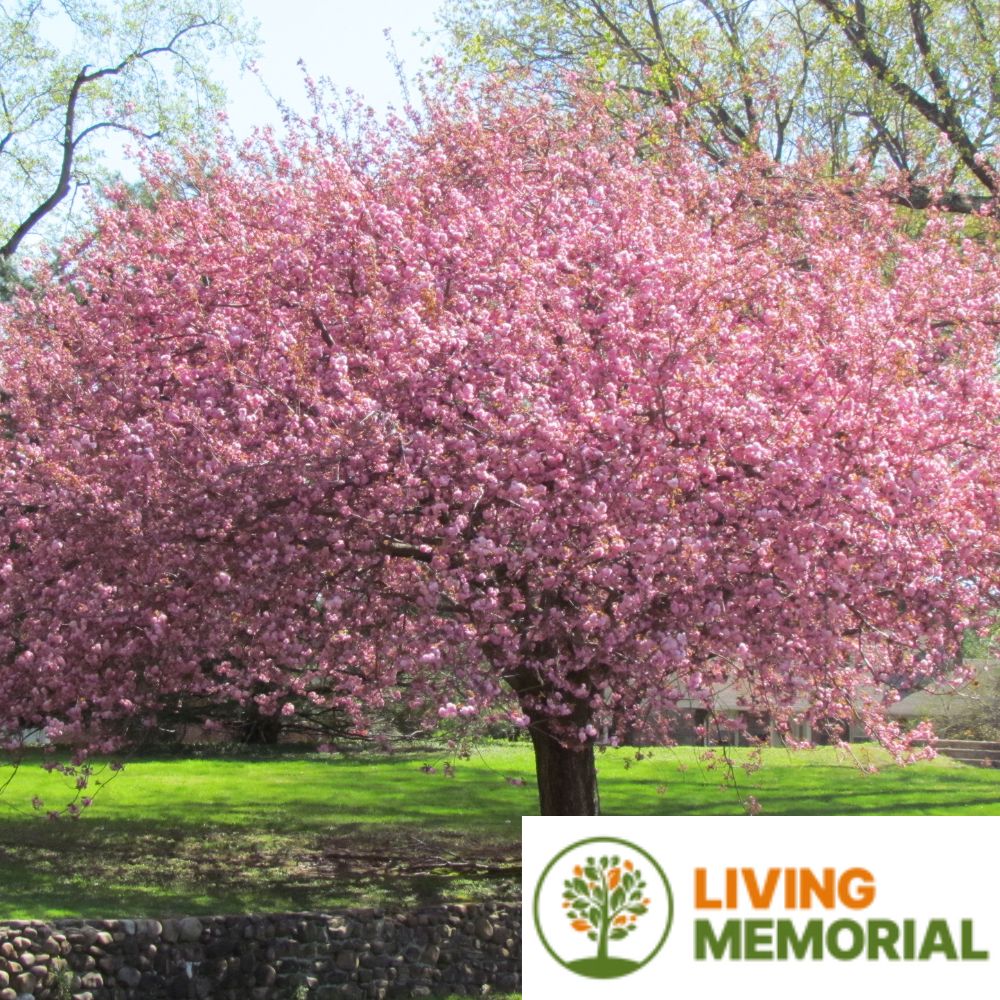 Living Memorial Tree Package